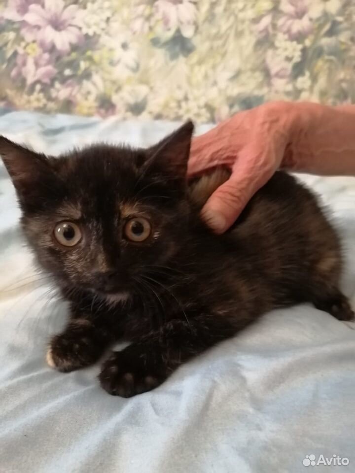 Котенок в добрые руки