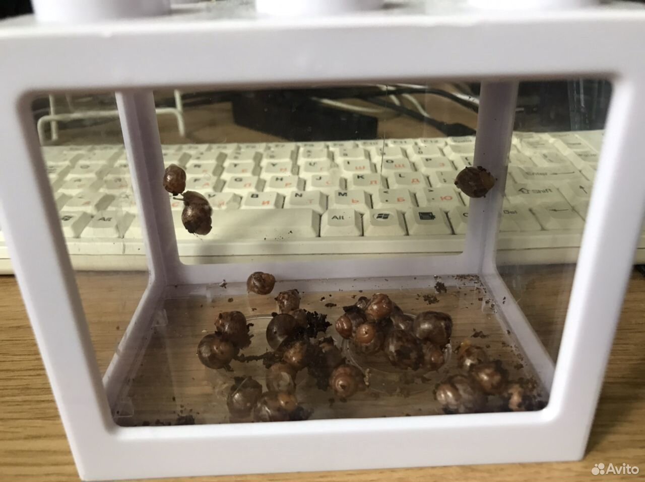 Улитка Ахатина фулика