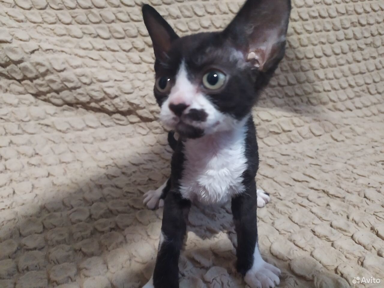 Котёнок Девон-рекс