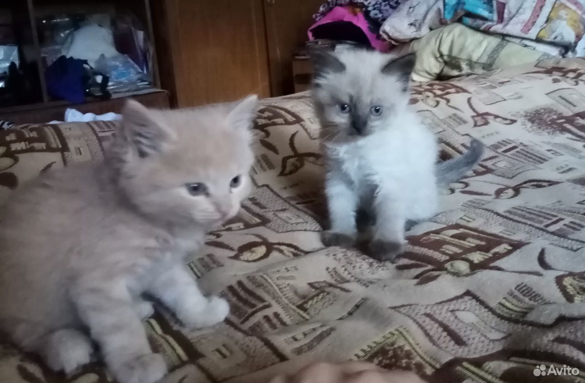 Котятки