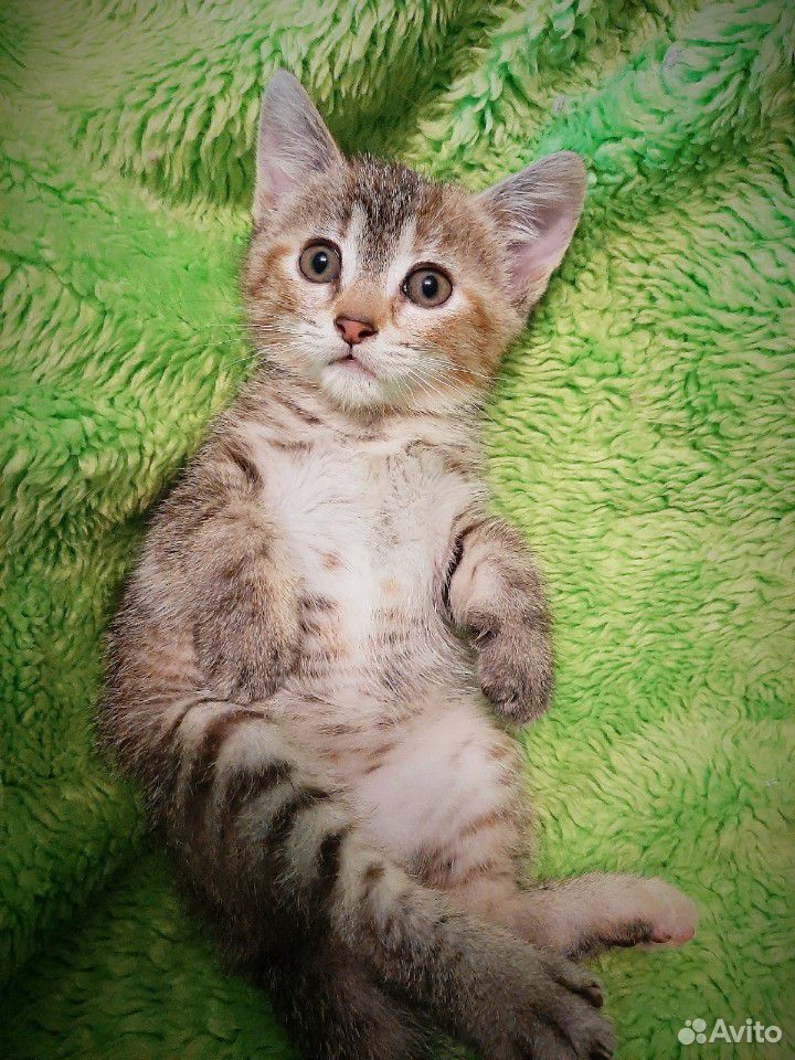 Тигруля-красатуля 2 мес в дар