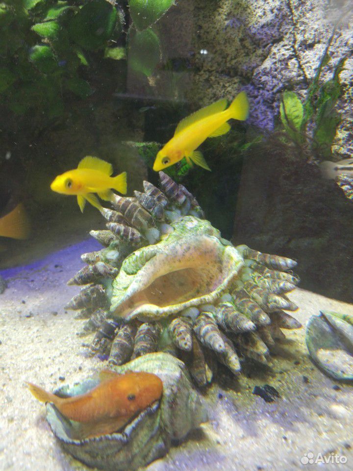 Рыба цихлиды таганьика кальвусы лилеуппи