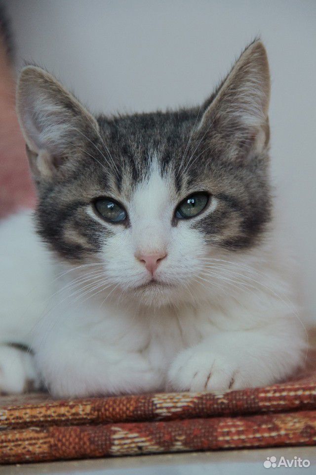 Котенок Марик 4 мес