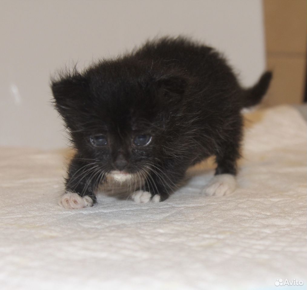 Крошечный котёнок