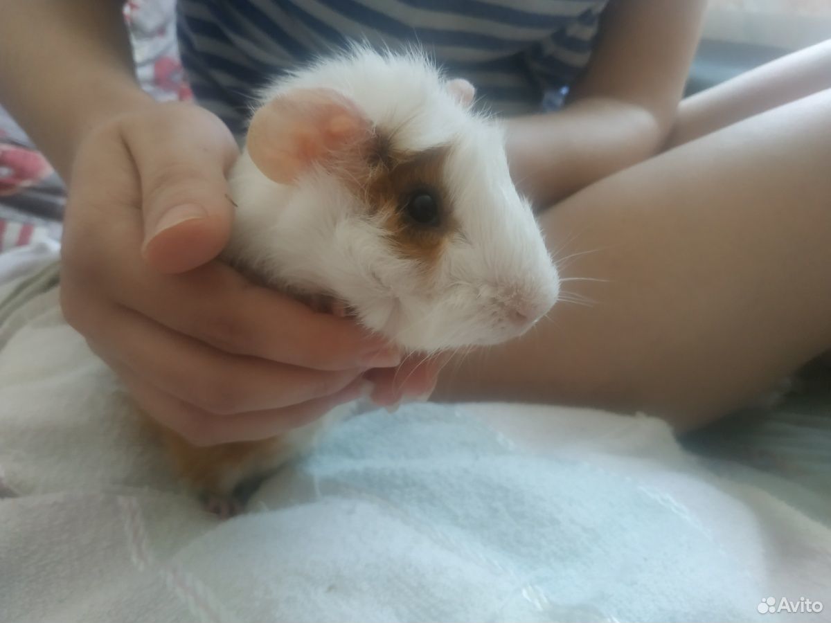 Морской свин