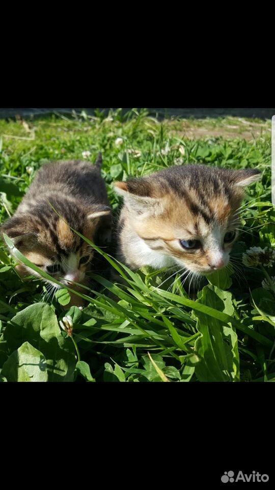 Отдам котят в хорошие руки