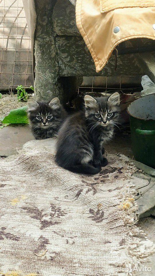 Котята