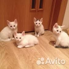 Девочки Као мани