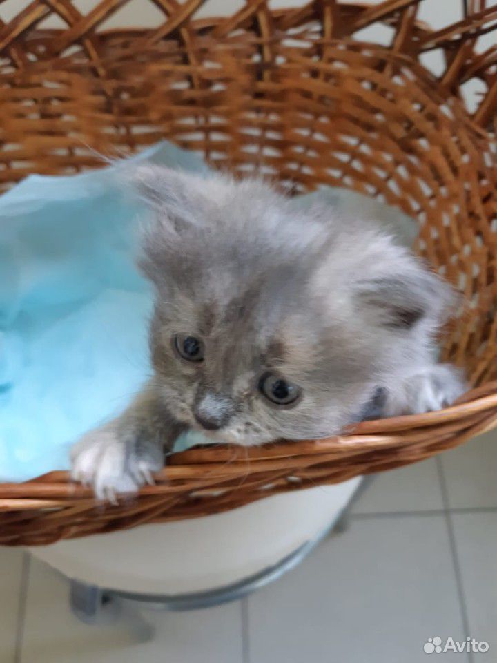Котенок лапочка