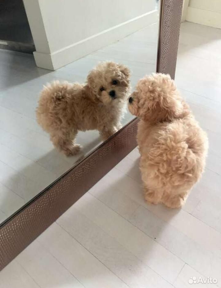 Мальтипу щенки малипусики