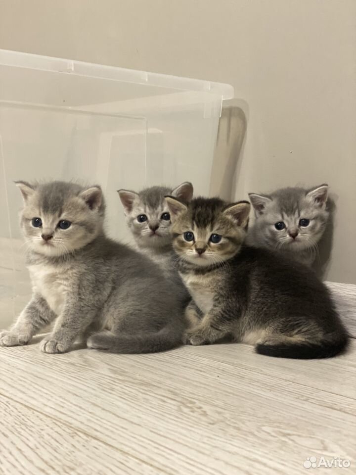 Британские котята