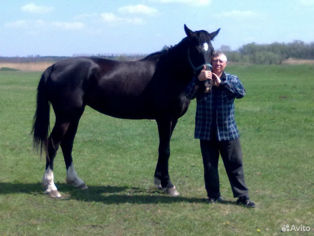 Чистокровный жеребец