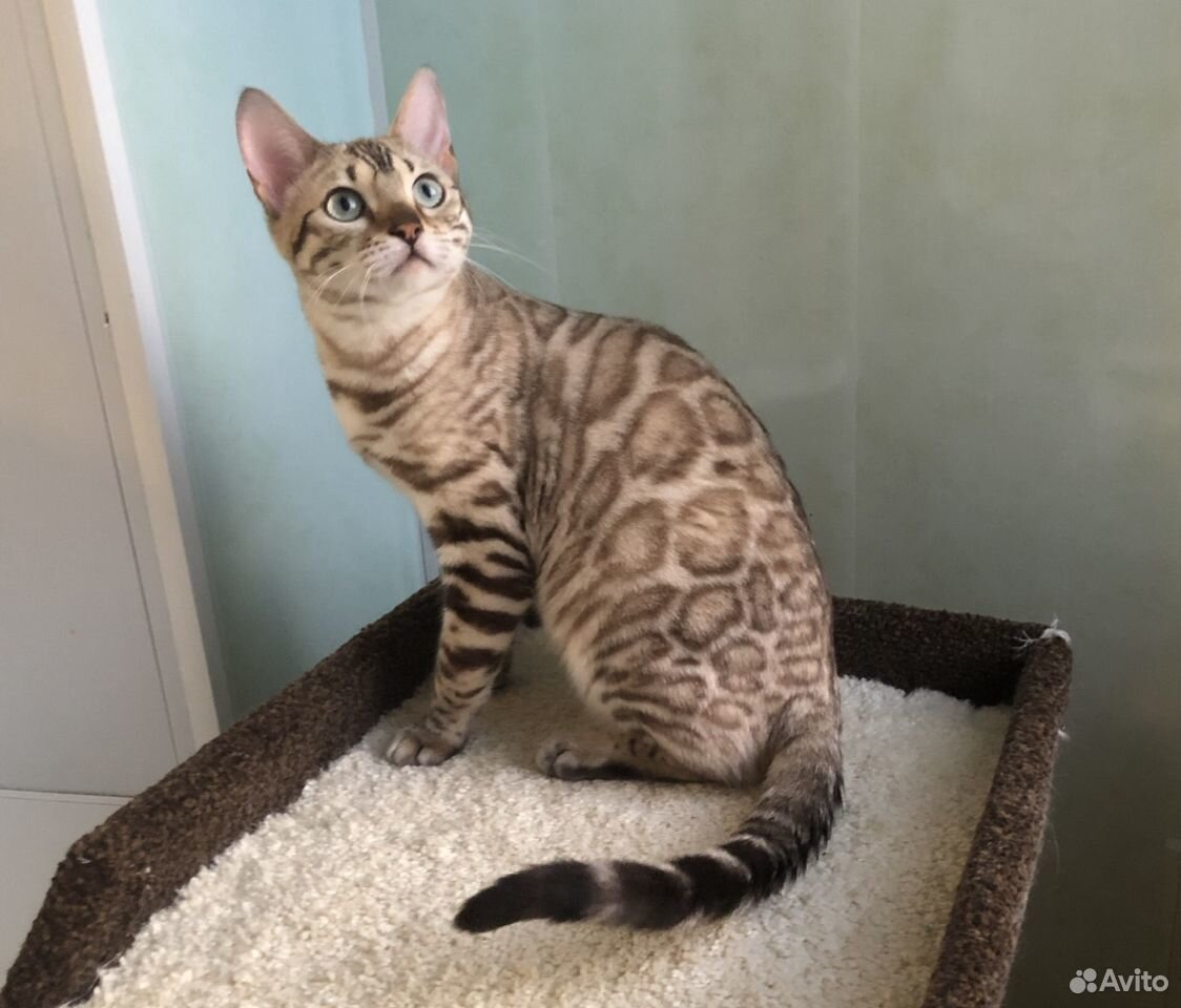 Бенгальская кошечка из питомника