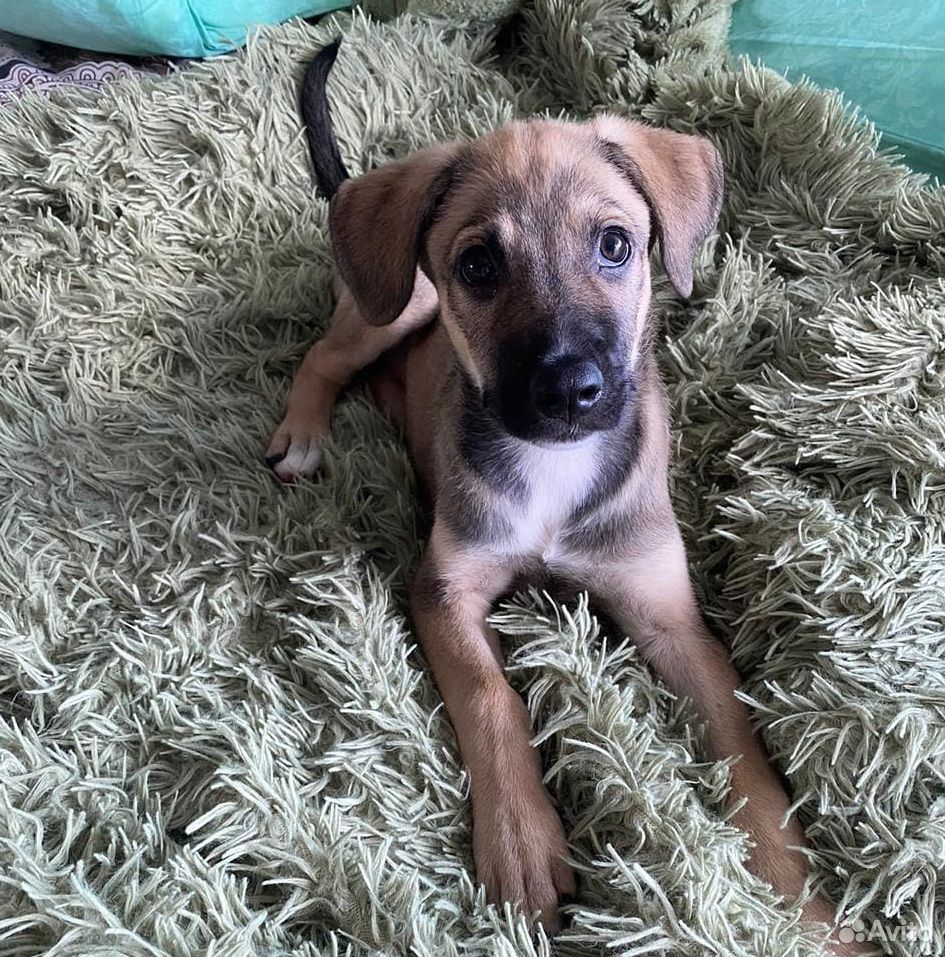 Плюшевая девочка - щенок Зола в добрые руки