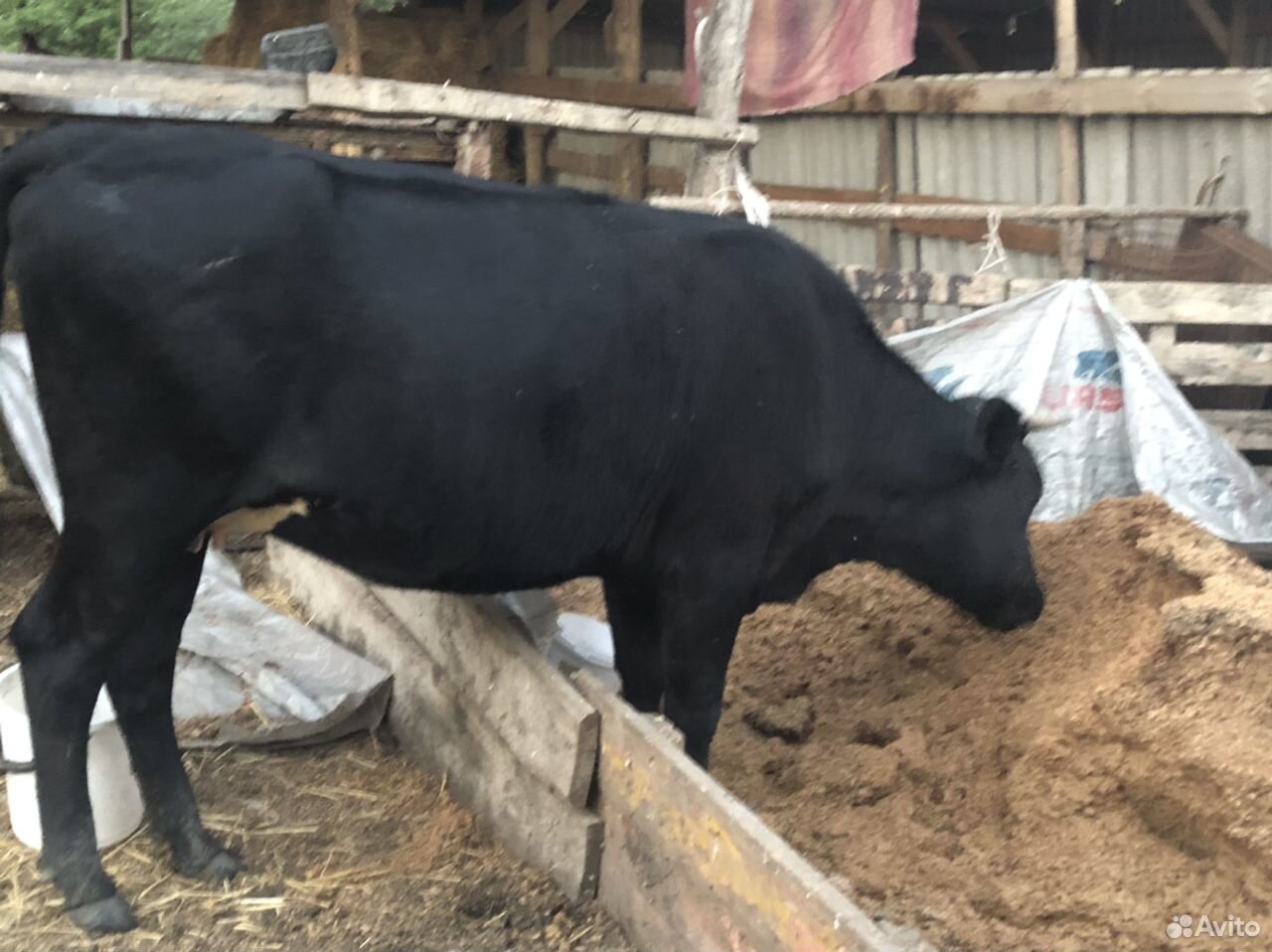 Первотёлки