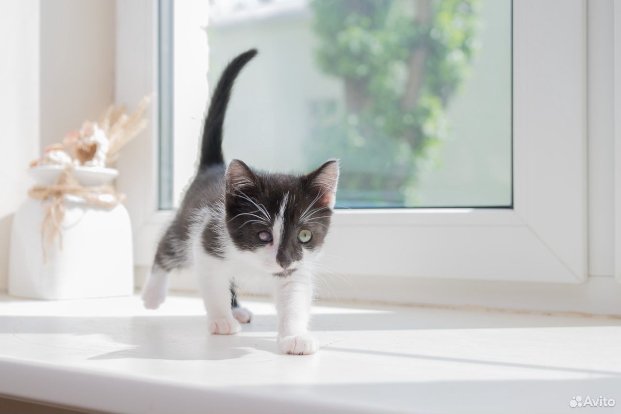 Ищет дом спасенный из концлагеря ласковый котенок