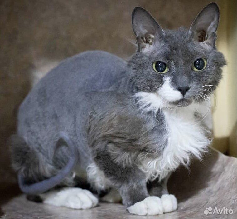 Потерялась кошка Джемма