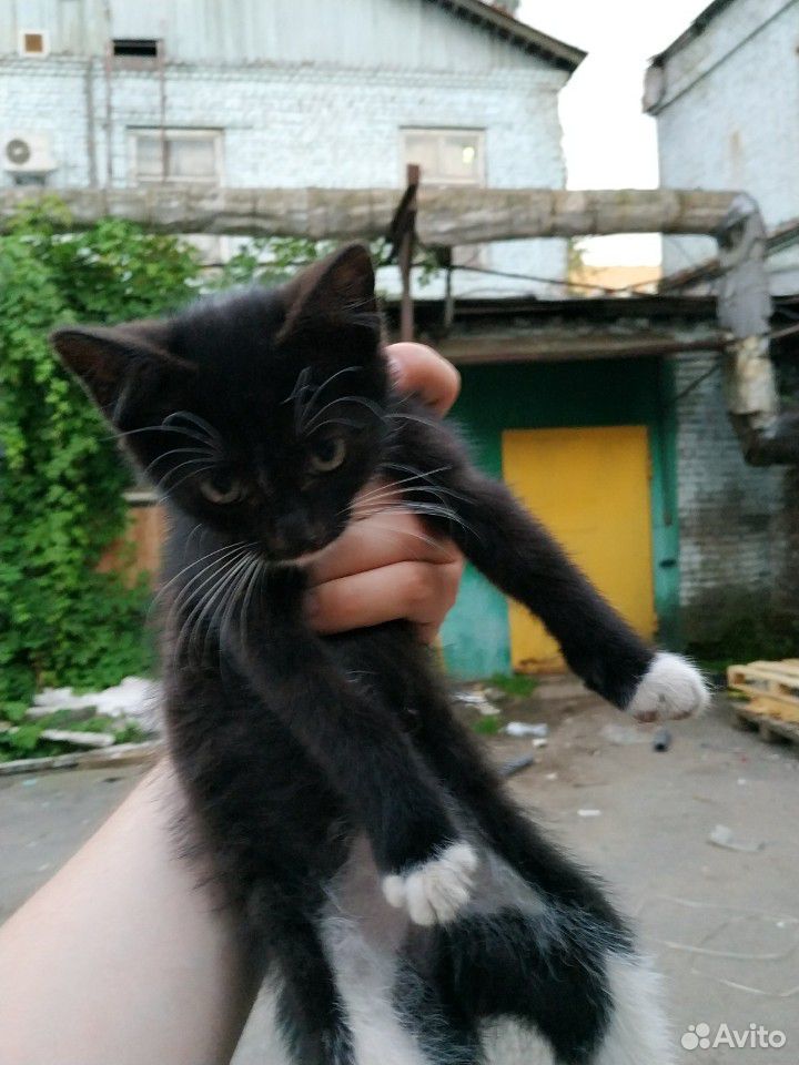 Котята
