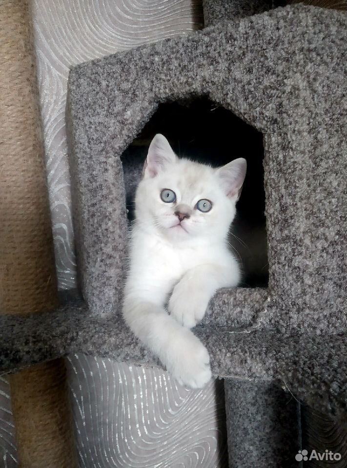 Плюшки прямоушки