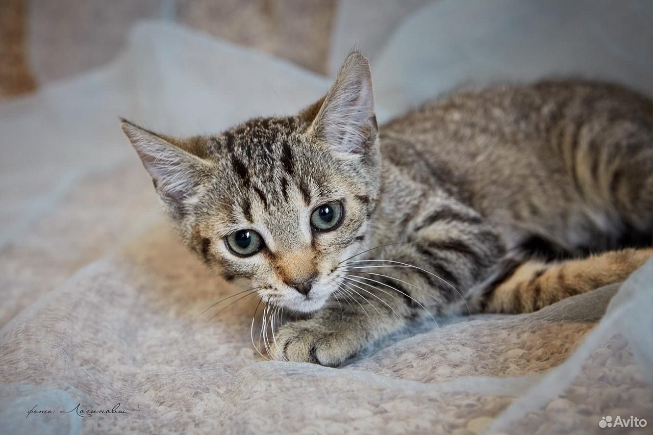Ласковый котёнок Каспер,3 месяца