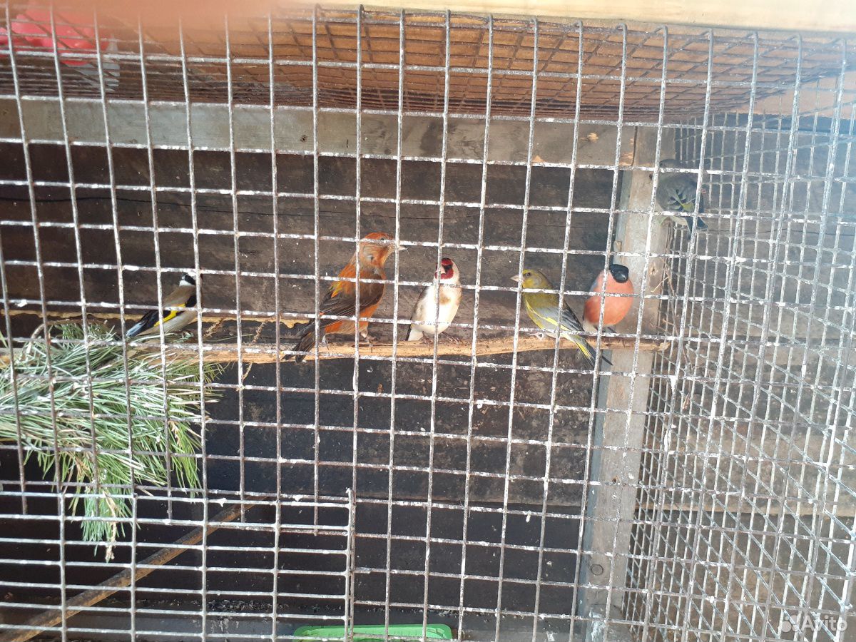 Лесные птицы