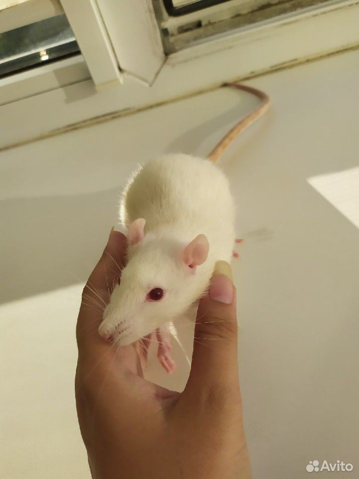 Крыса бесплатно