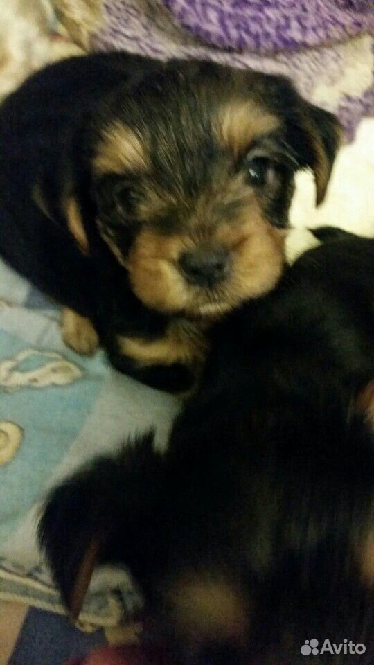 Йоркширский терьер