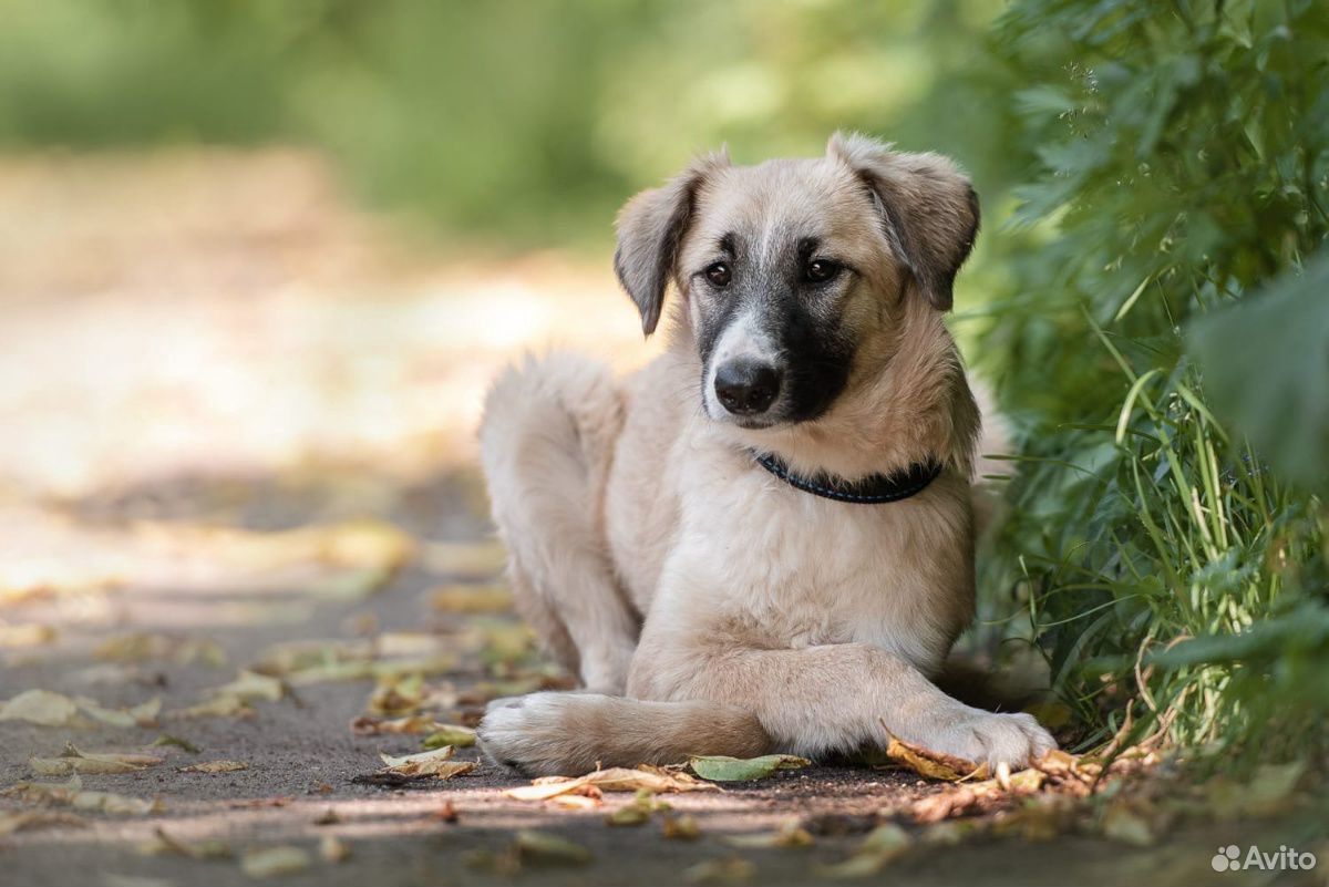 Щенок Жульенка-необычное имя и необычная внешность