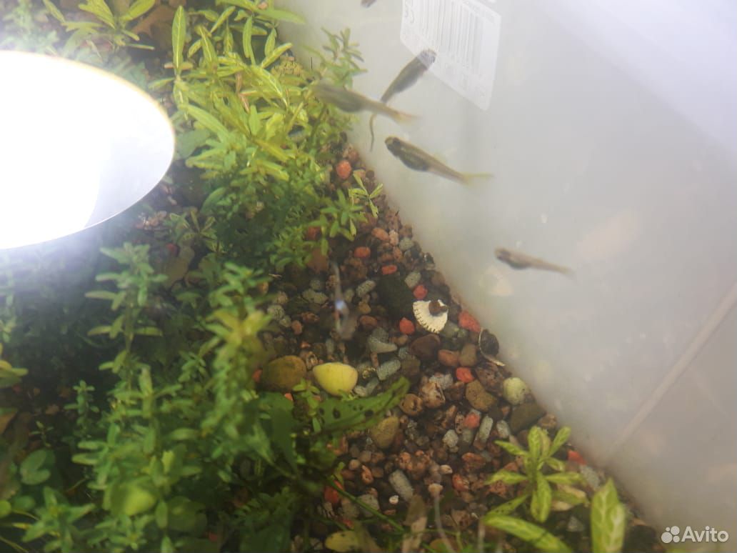 Набор для начинающего аквариумиста