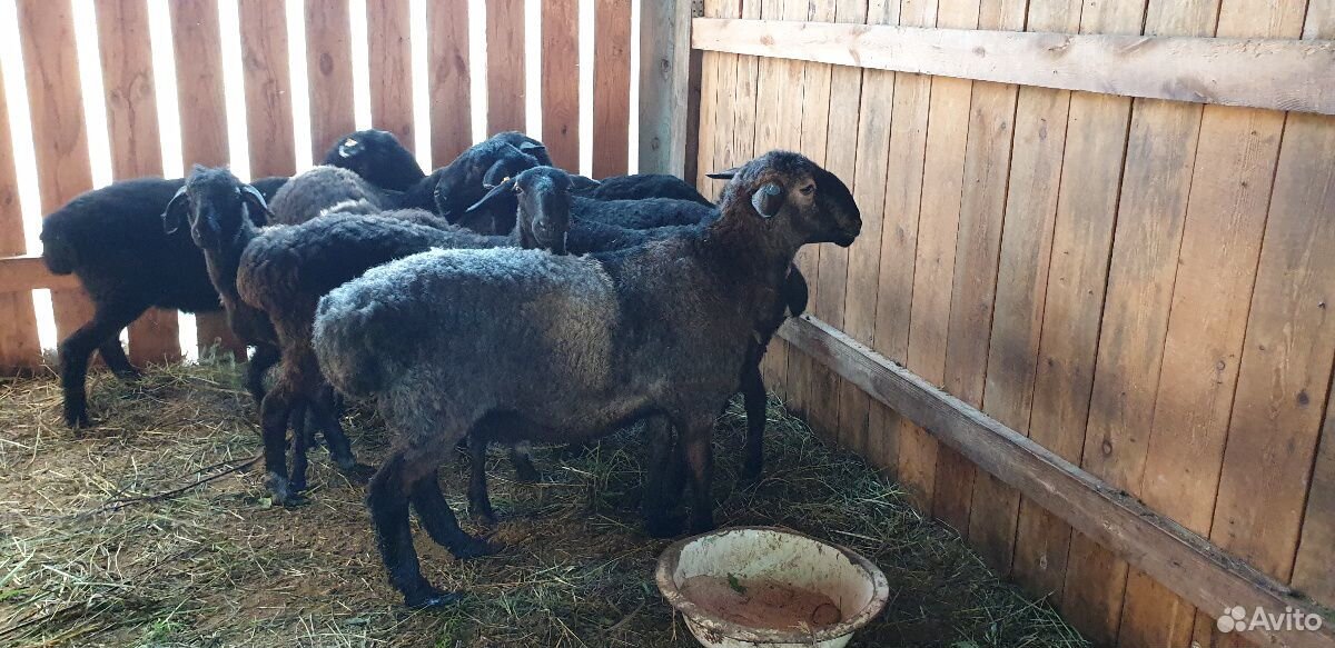 Эдильбаи баран и овцы