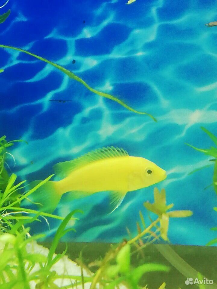 Лабидохромис Еллоу