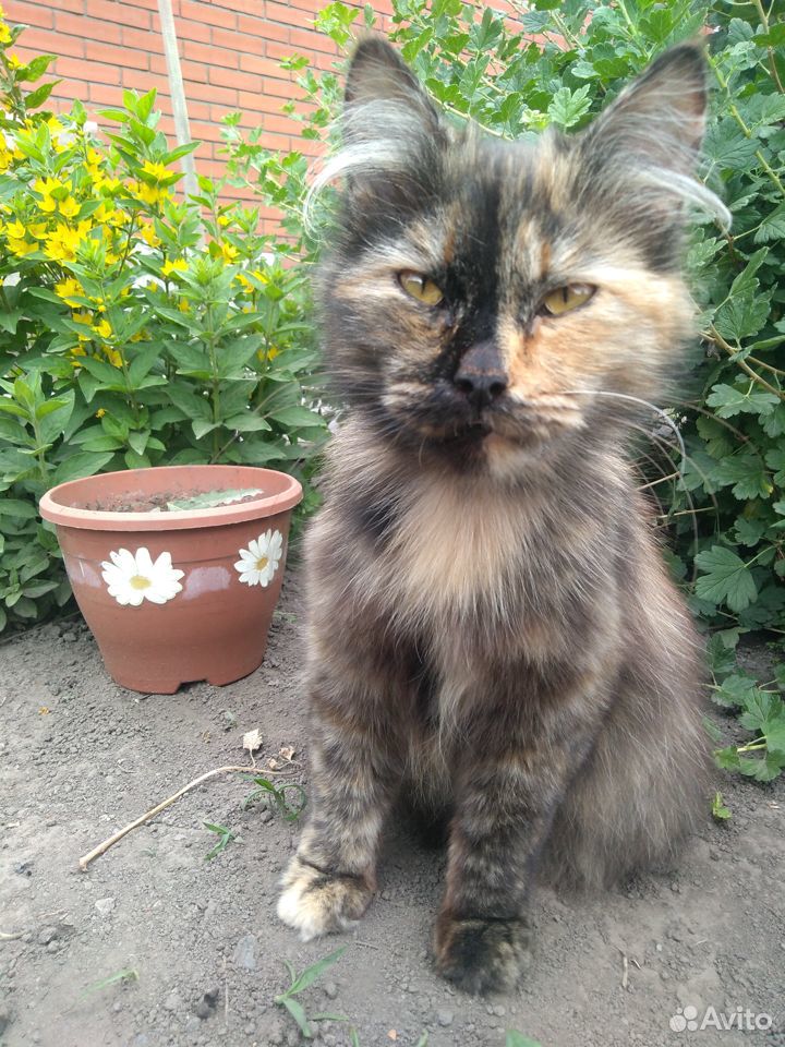 Котята от самой ласковой кошки