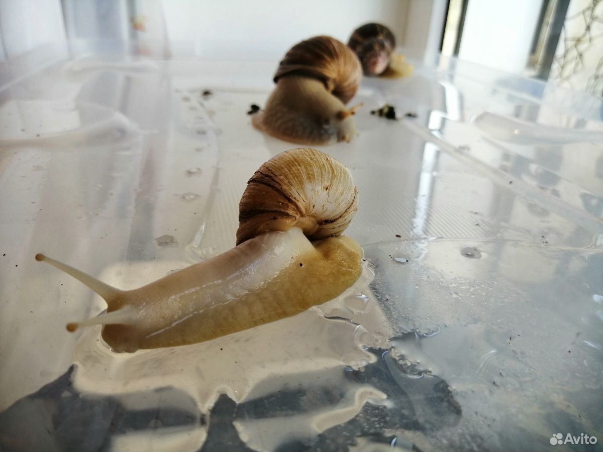 Улитка косметические ахатина уход питомец