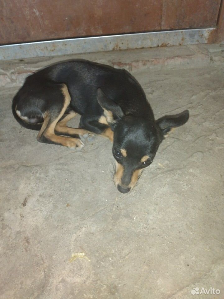 Скучает и ждет. Где вы прекрасные дамы