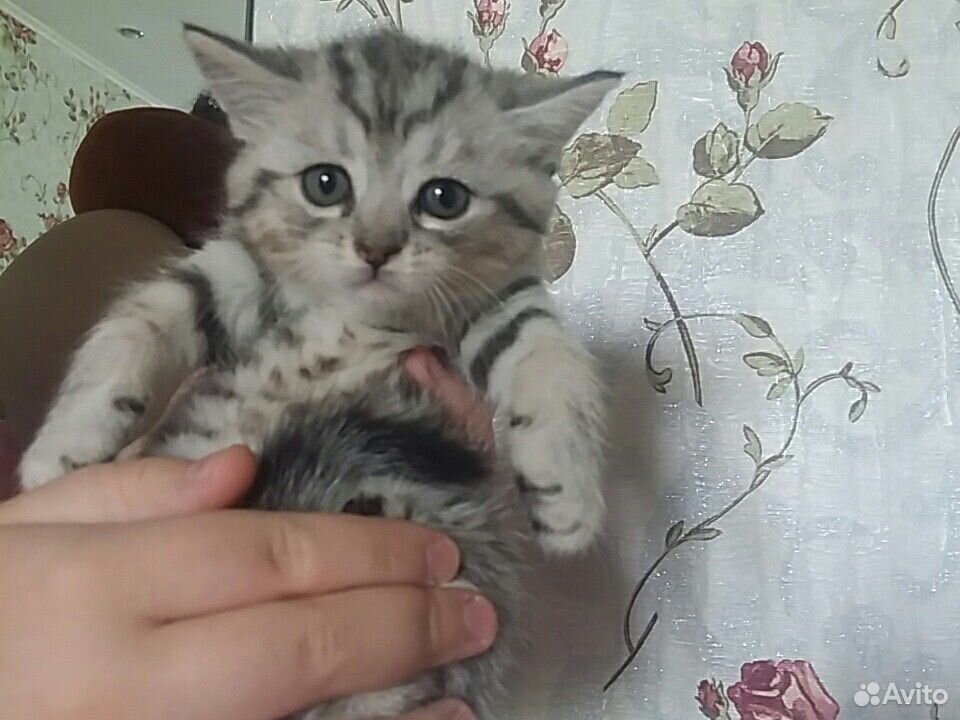 Британочка страйт