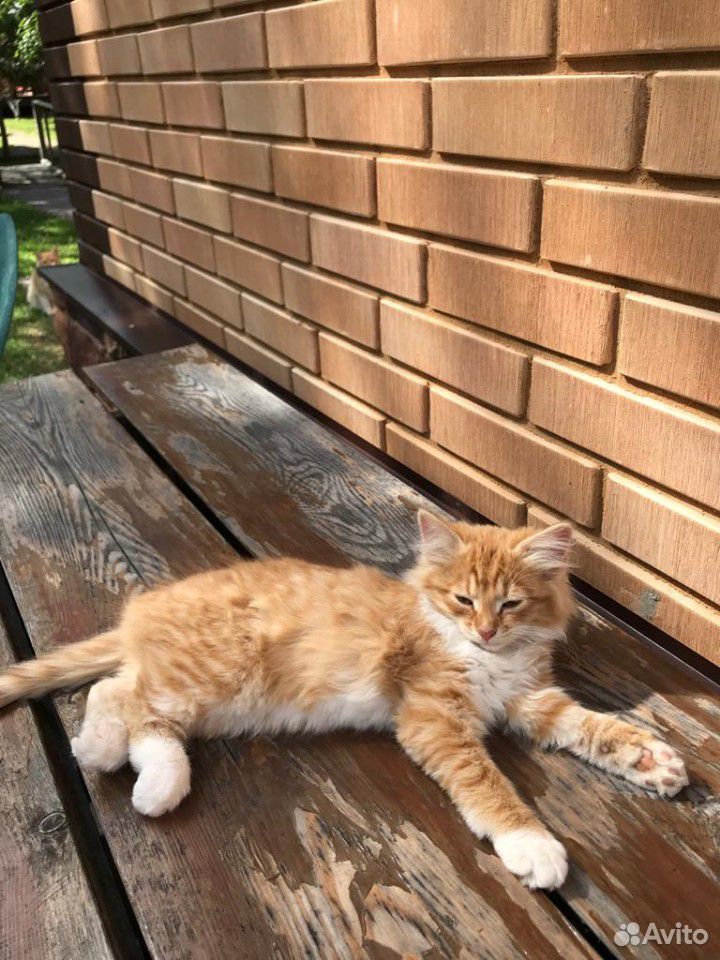 Котята- рыжики мальчики и девочки