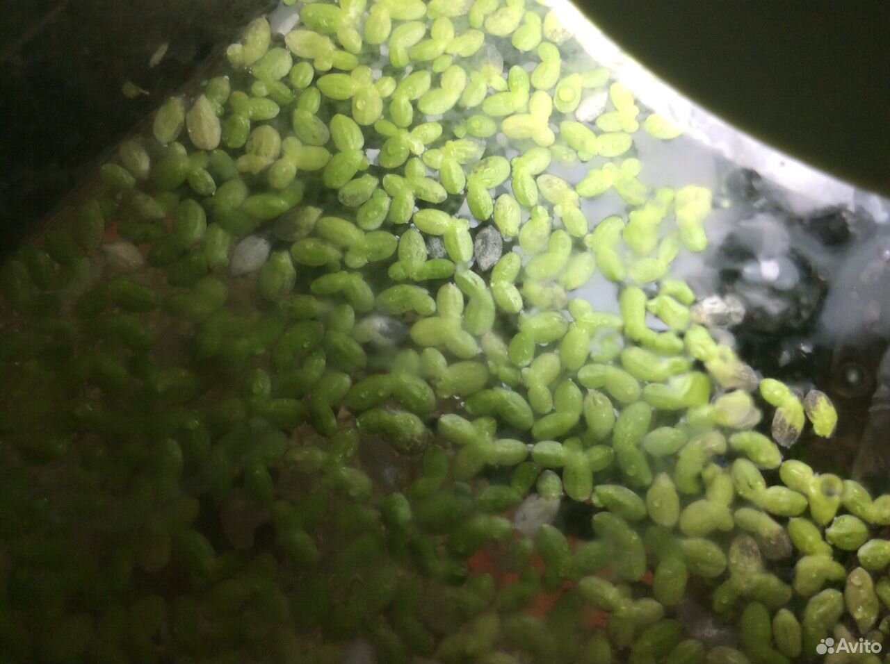 Аквариумное растение ряска