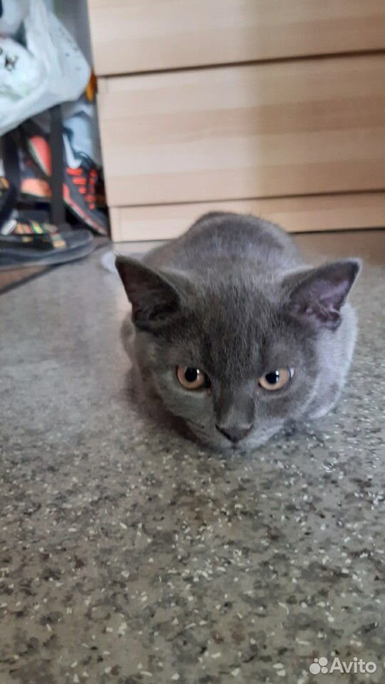 Смесь британской кошки и страйт шотландца кота