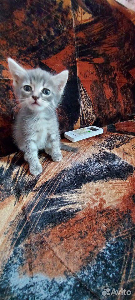Котенок