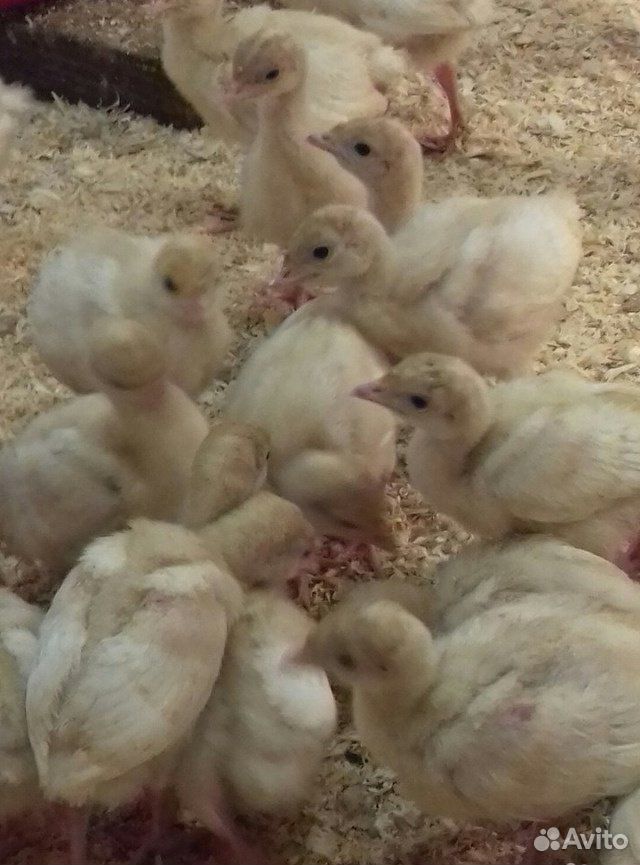 Индюшата опт и розница