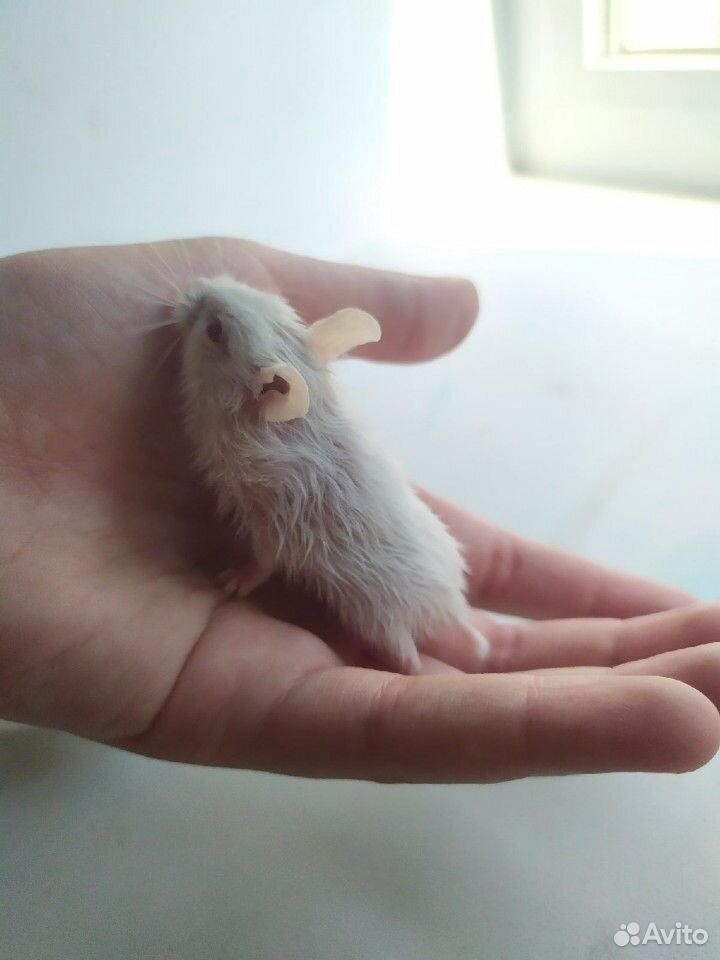 Хомяк джунгарский