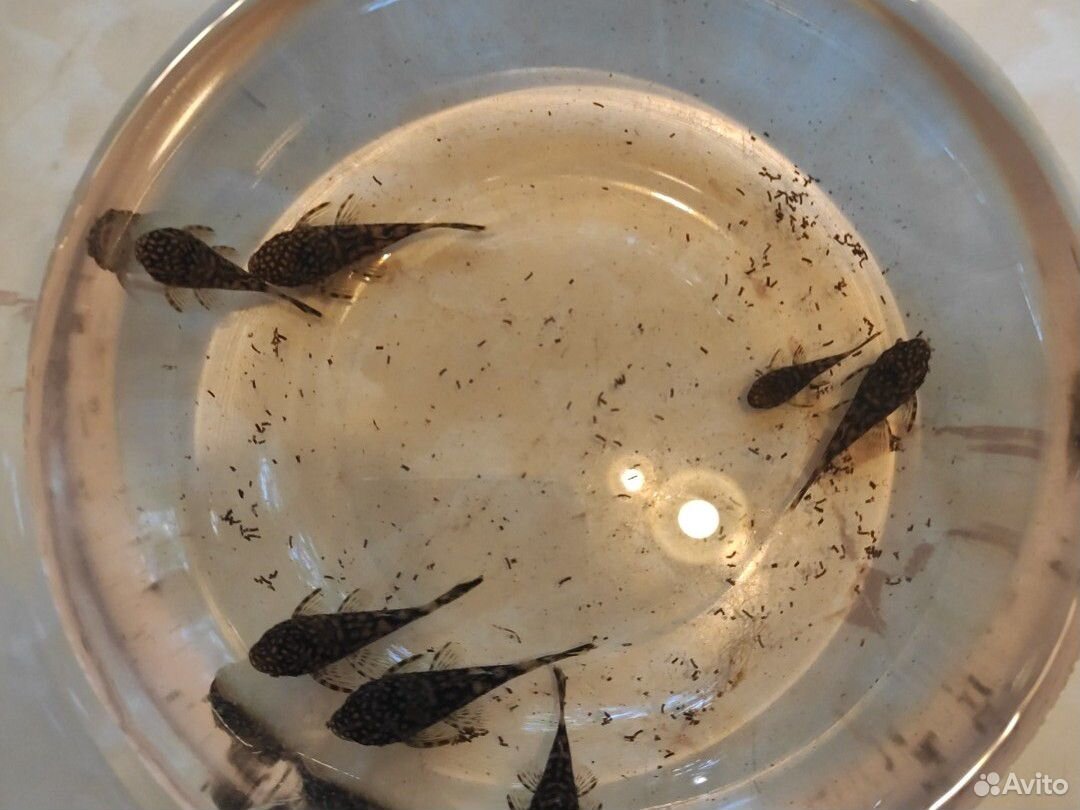 Сом анцитрусовый