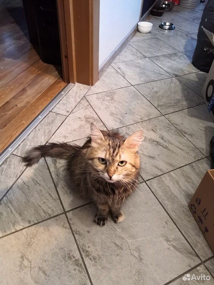 Кошка в хорошие руки