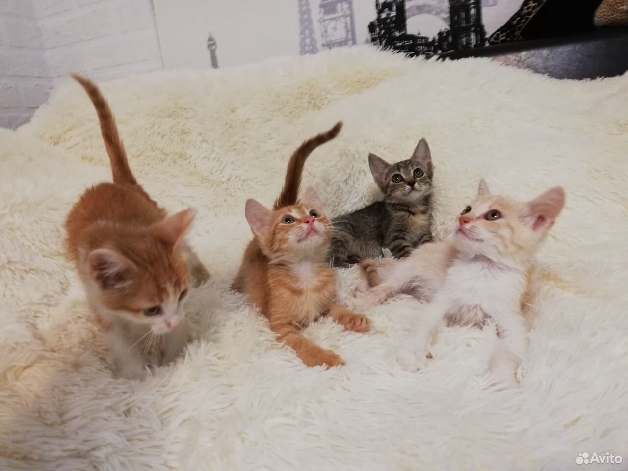 5 котят