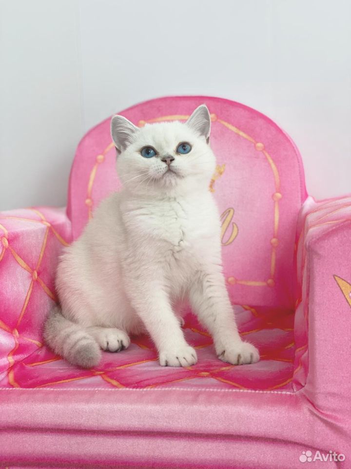 Британский котенок