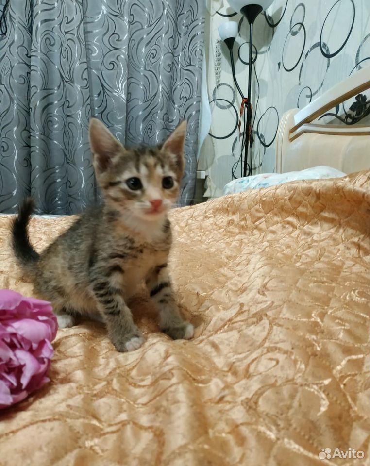 Котенок в дар