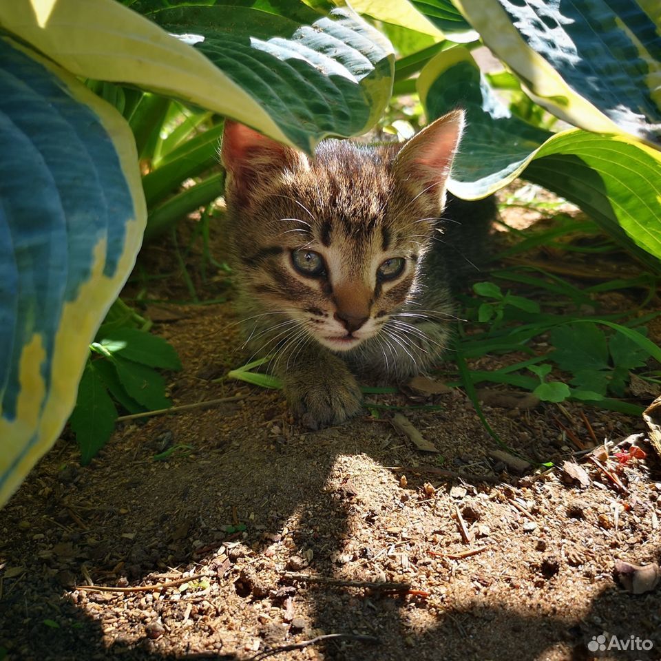 Котенок