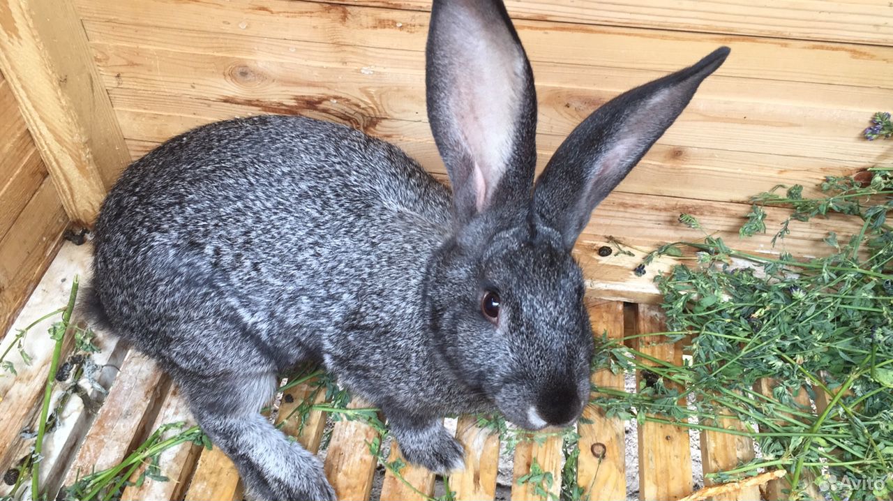 Кролики 3 месячные