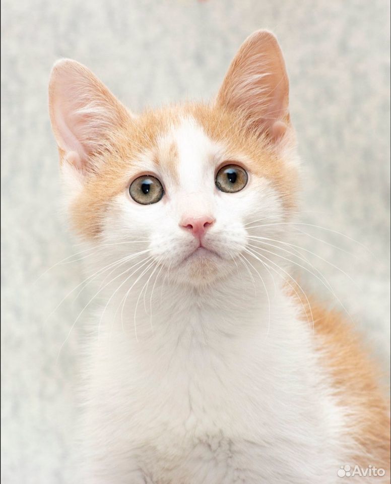 Сказочный рыжик