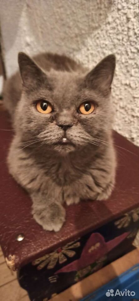 Кошка
